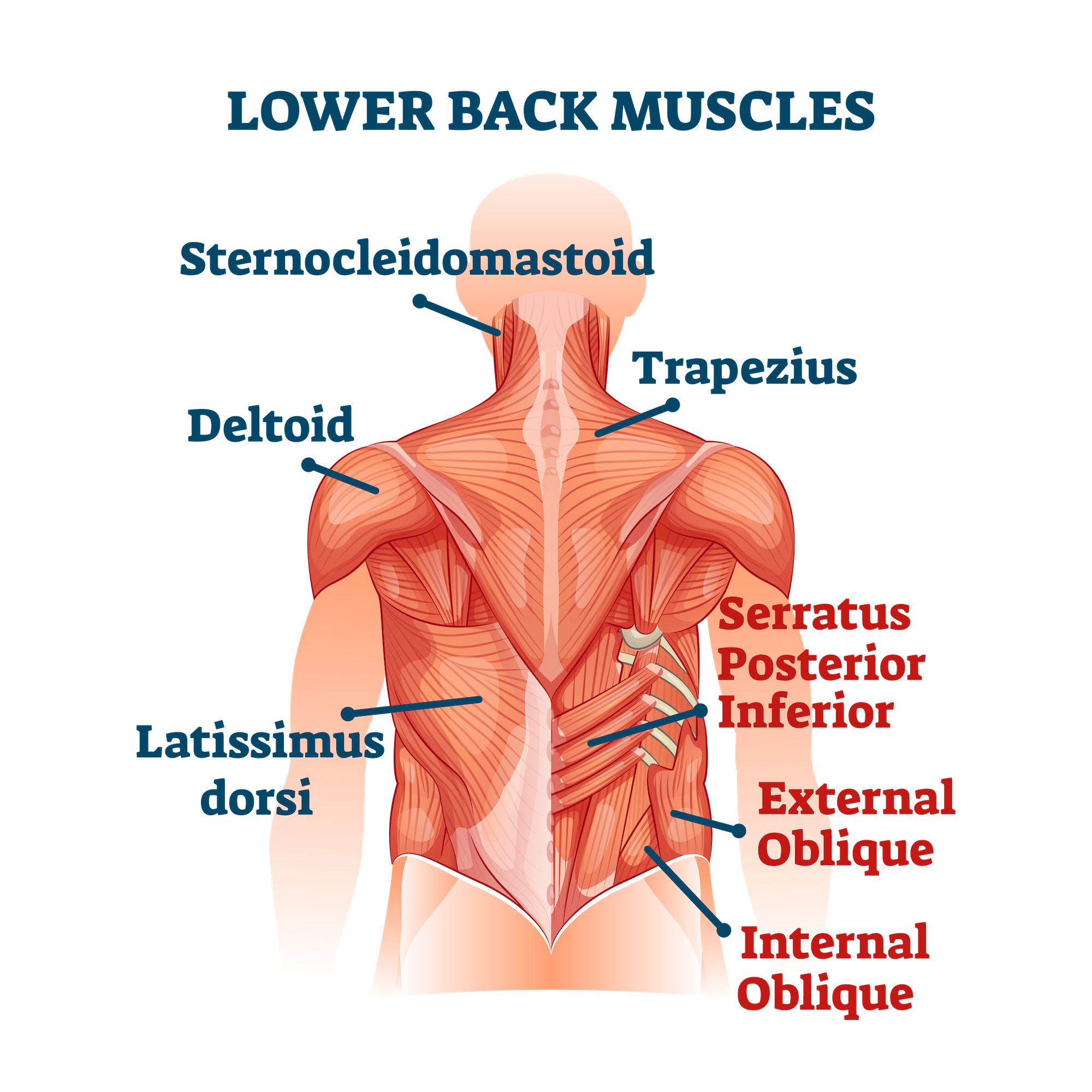 About The Spine Muscle Diagram Back Muscles Lower Back Muscles Anatomy