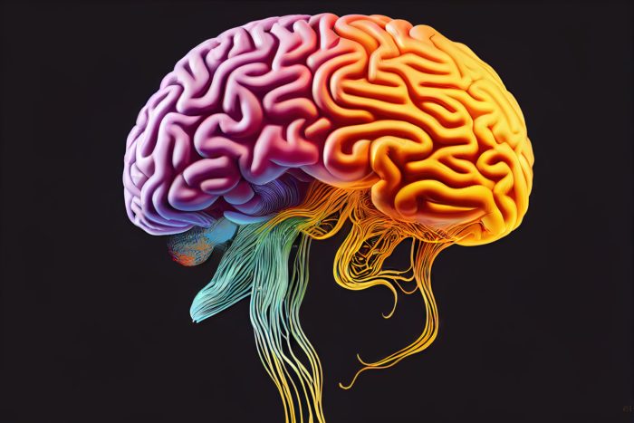 Image of human brain with differently colored areas | AllSpine