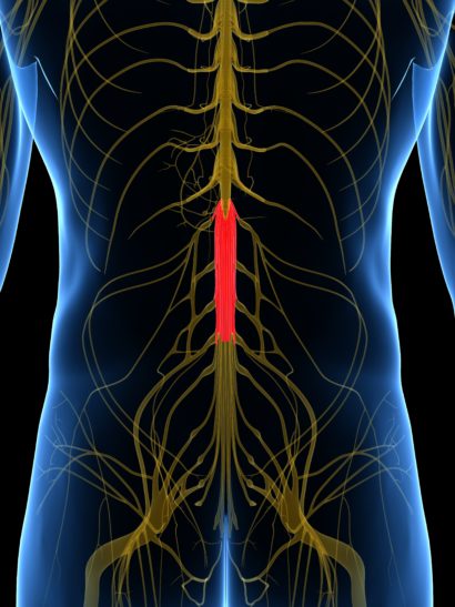 3d rendered medically accurate illustration of the Cauda Equina | AllSpine